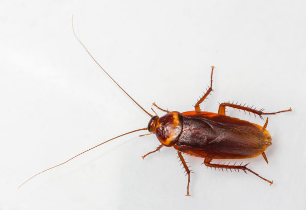 Cockroach Allergy Treatment from Washington DC Allergist