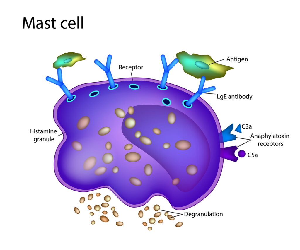 Update on Mast Cell Activation Syndrome (MCAS) - Black & Kletz Allergy